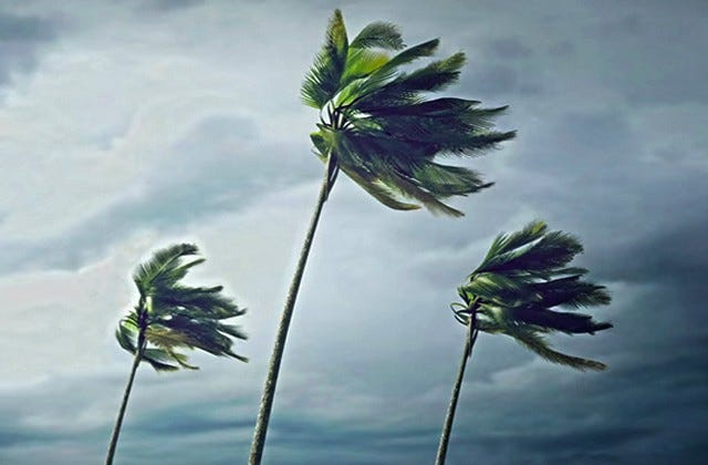 Learn From The Trees! – ifnottodaywhen.blog