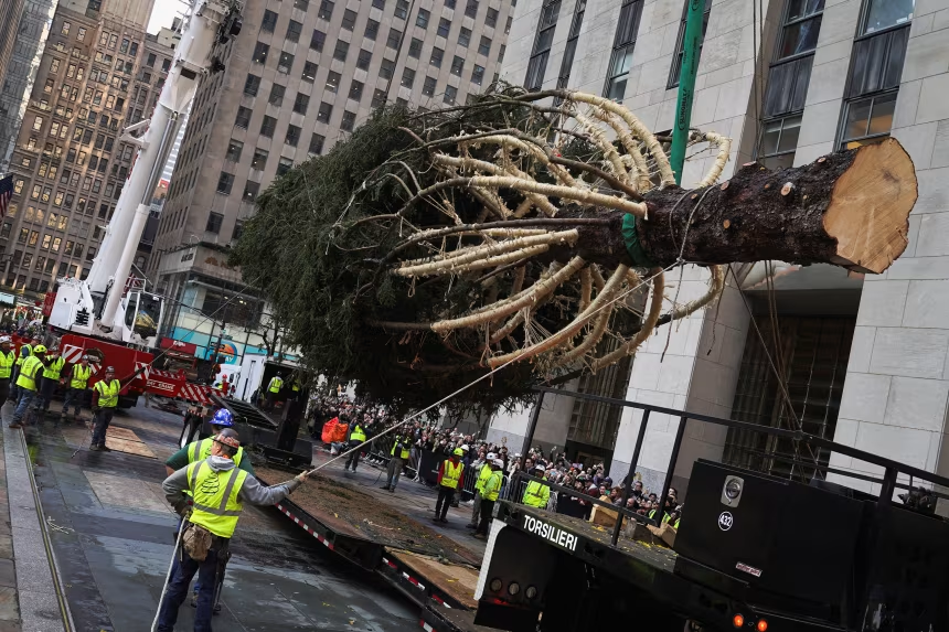 The 75 Foot, 11 Ton Christmas Tree Arrives In Rockefeller Center ...